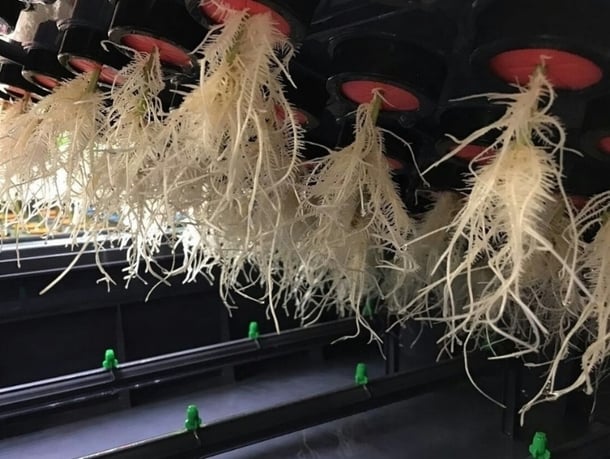 AEtrium-2.1 SmartFarm for Aeroponic Cloning & Vegging