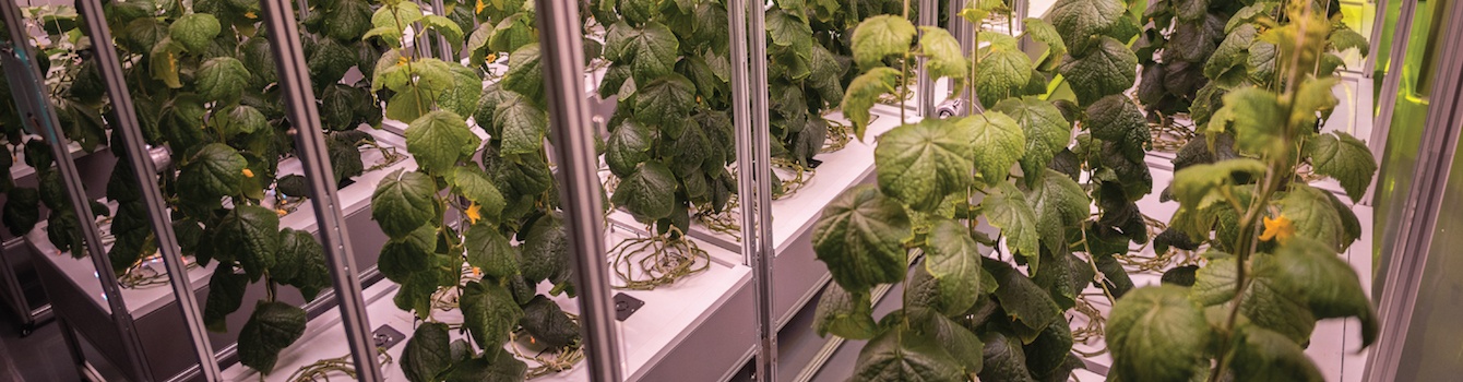 AEssenseGrows Commercial Aeroponic Hydroponic Systems