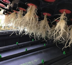 Taking Healthy Mother Cuttings To Grow Healthy Clones