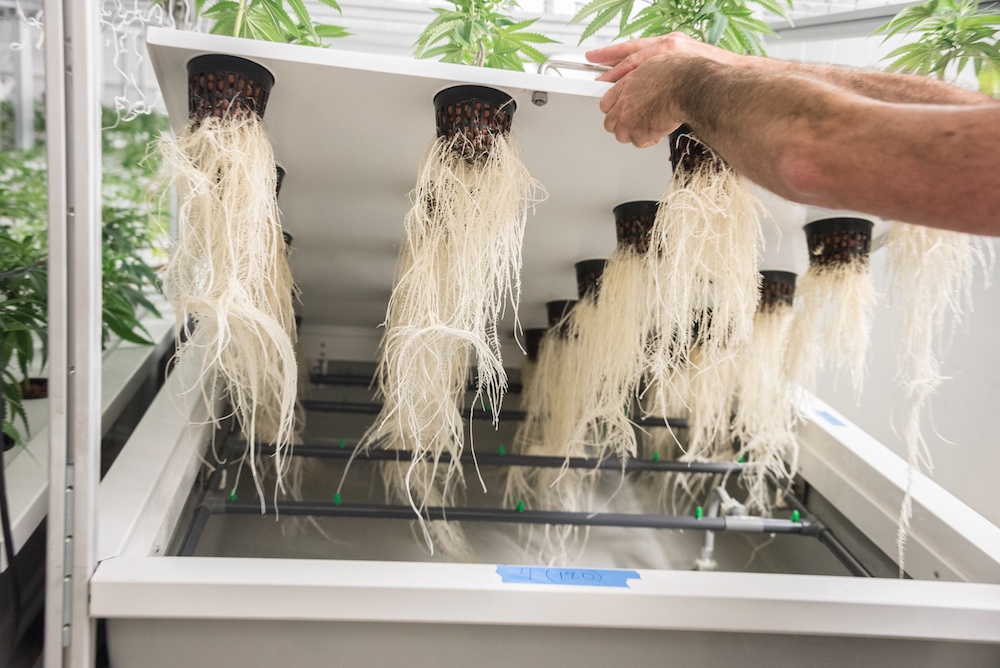 Net Pots for the AEtrium-4 System