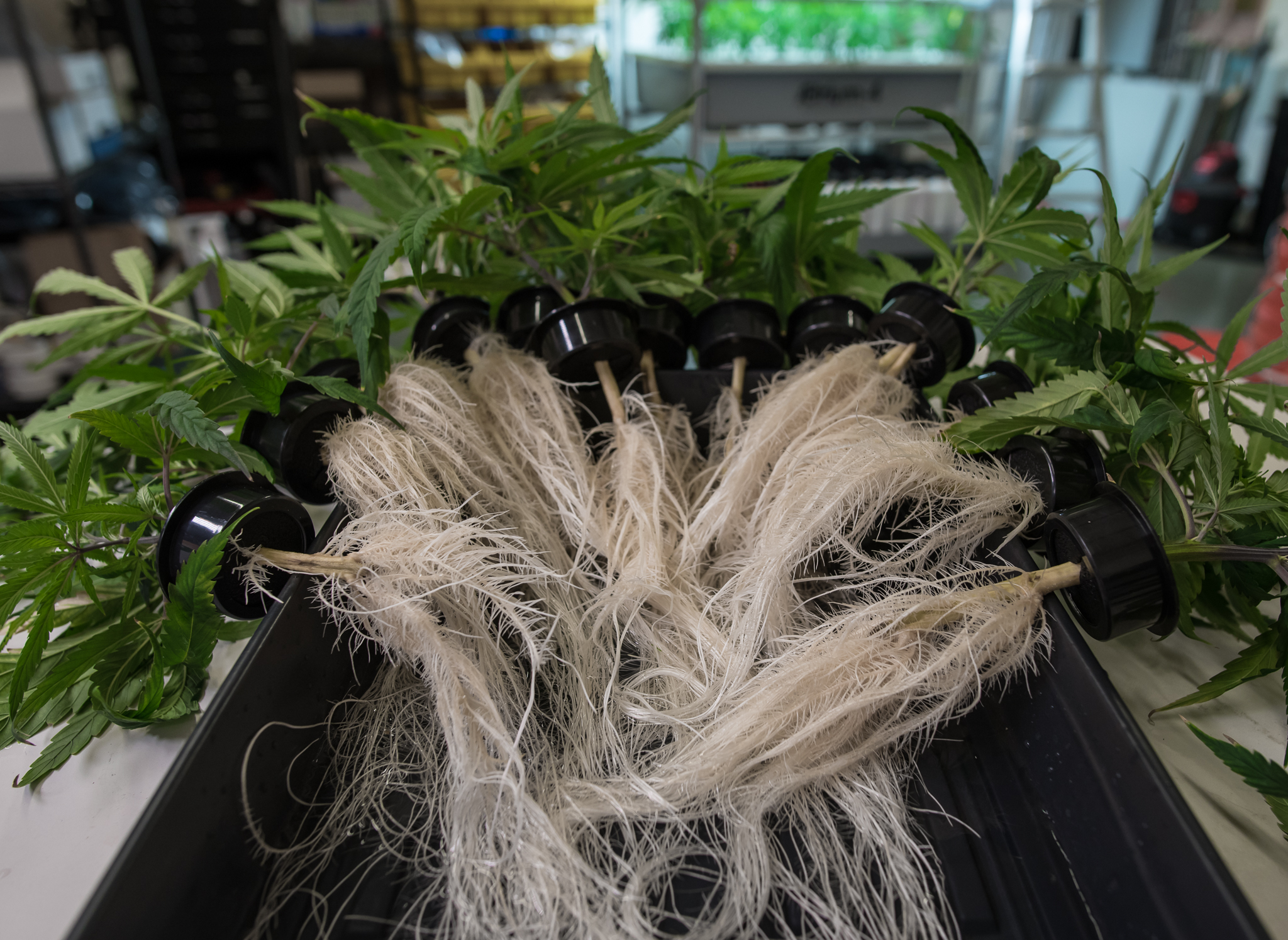cuttings-to-clones-to-veg-plants-in-the-aetrium-2-1-smartfarm